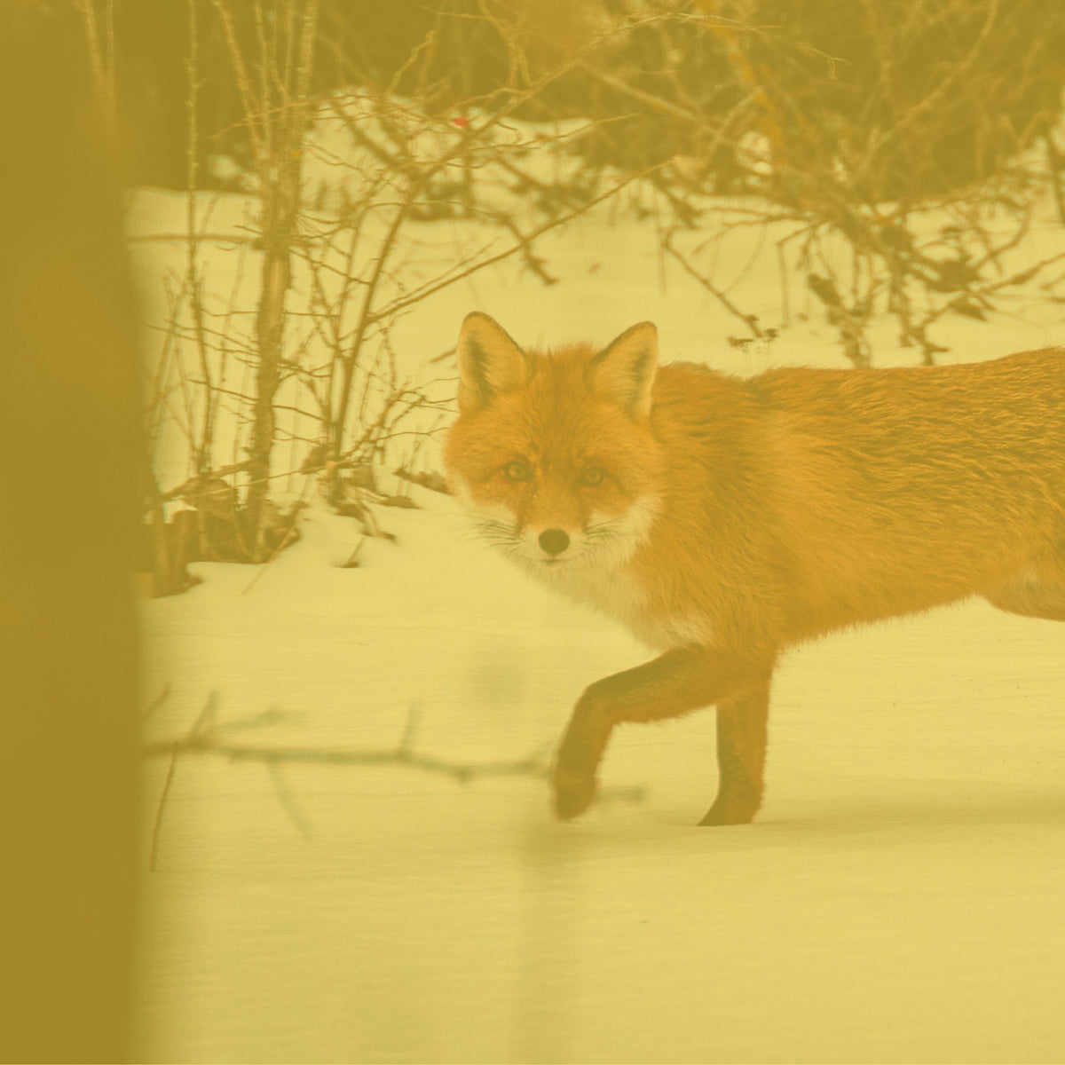 UBMC 168: FANTASTIC MR. FOX & THE LAST KEEPERS | Uncle Bob's Magic Cabinet